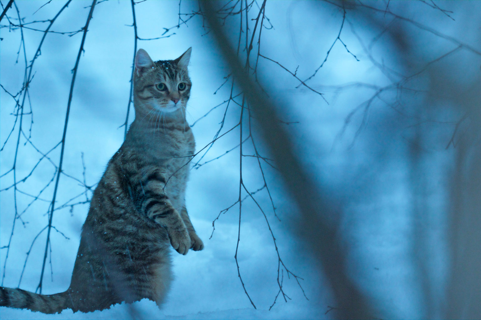 MON CHAT ET MOI, LA GRANDE AVENTURE DE RROÛ | UGC Distribution